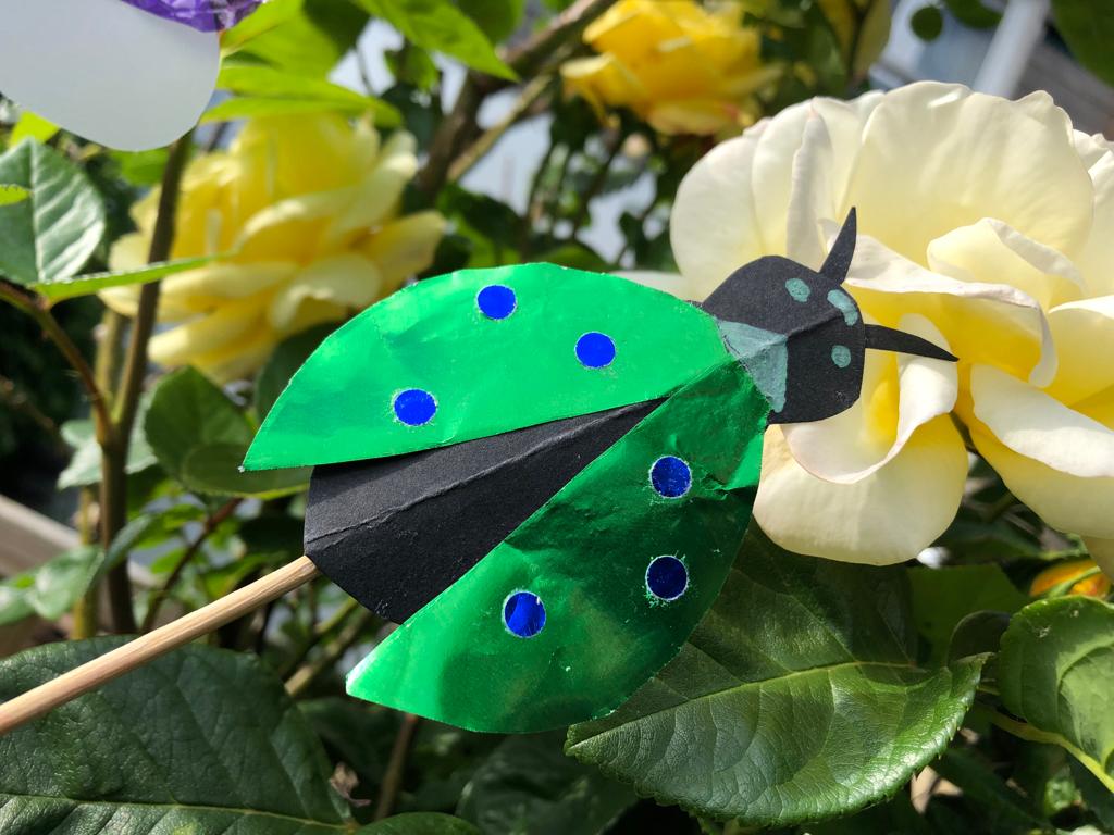 Beautiful Bugs & Marvellous Minibeasts